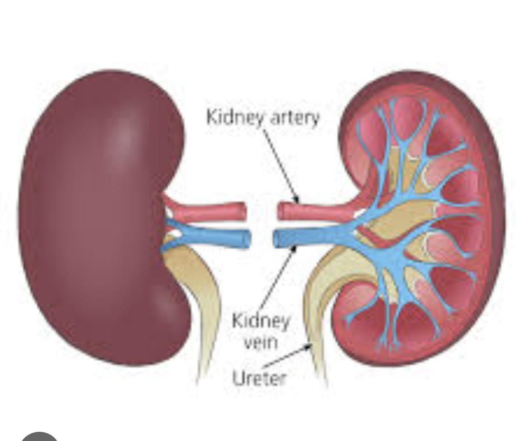 New Xenotransplantation Milestone for Kidneys – Dawn Levitt, Author