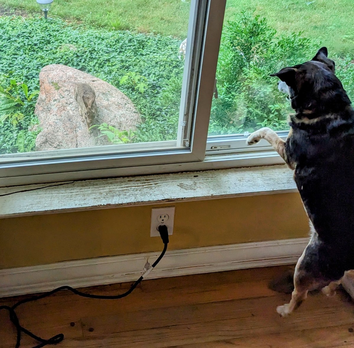 Furry Friday – Nose Art – Dawn Levitt, Author