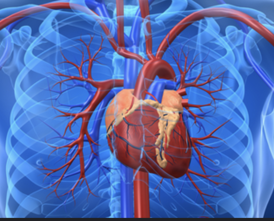Xenotransplantation – Solution to Organ Shortage? – Dawn Levitt, Author