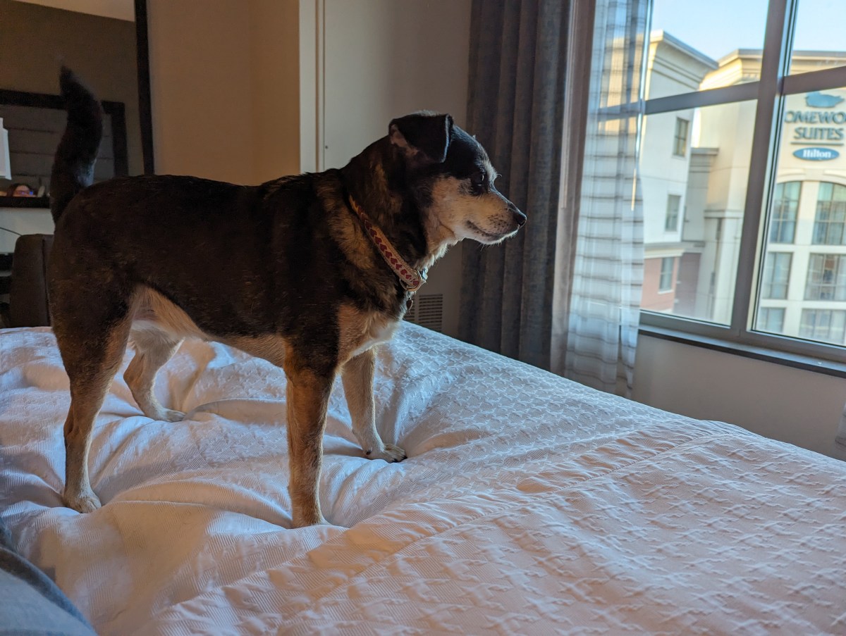 Furry Friday – Road Trip – Dawn Levitt, Author