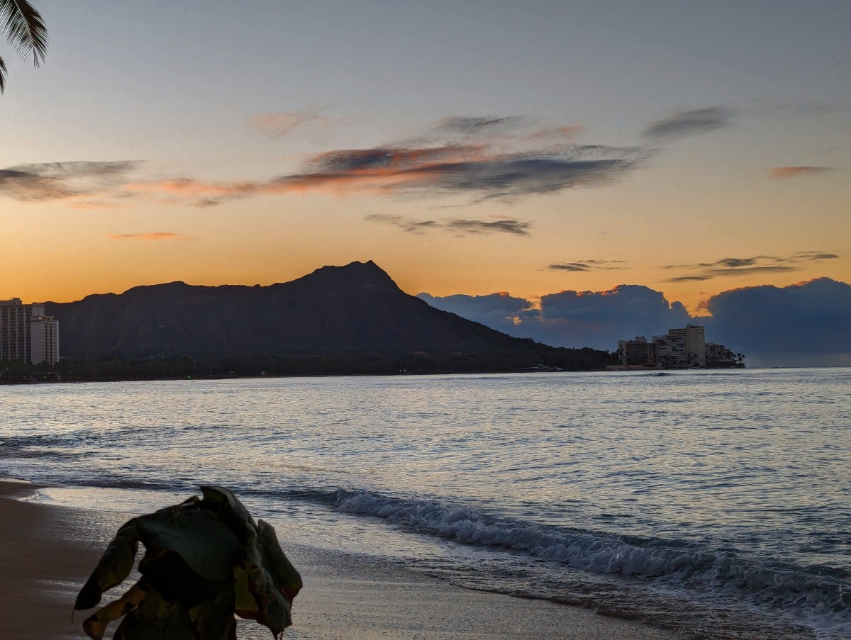 Furry Friday – Home at Last! – Dawn Levitt, Author