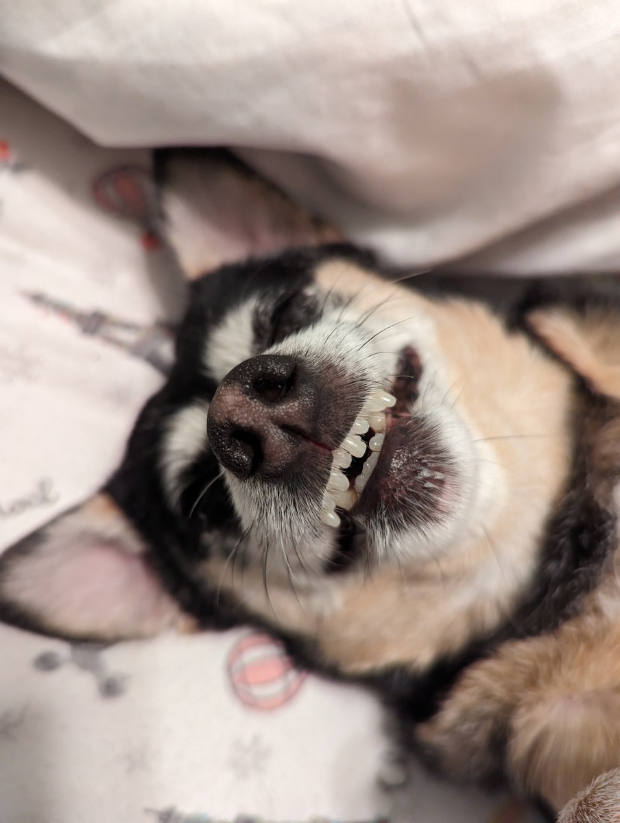 Furry Friday – Little Ol’ Doggies – Dawn Levitt, Author