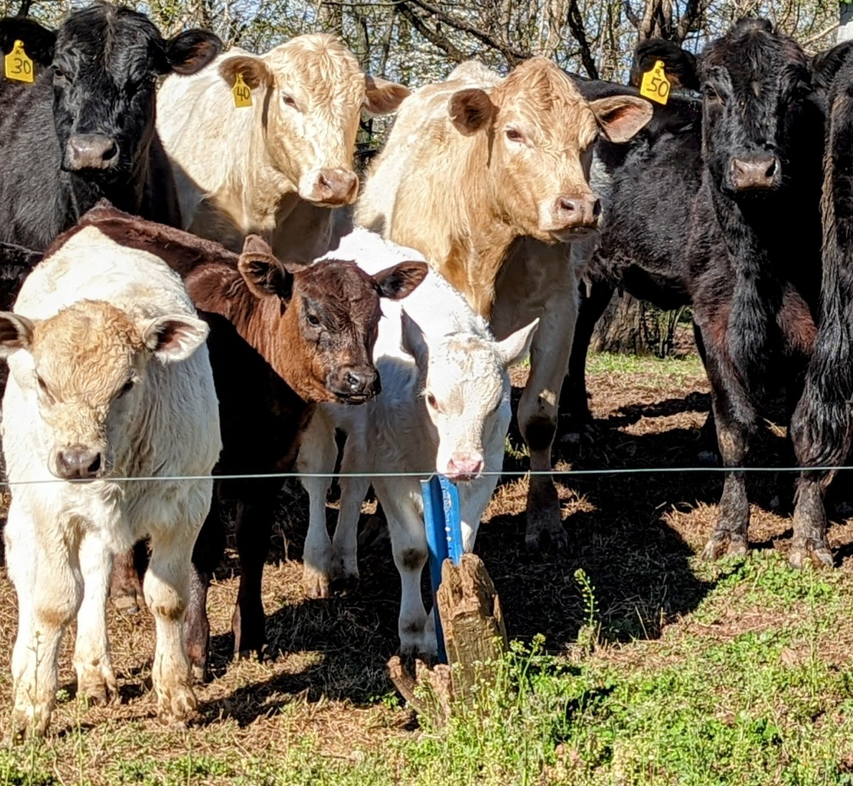 Furry Friday – Road Trip and an Eclipse – Dawn Levitt, Author