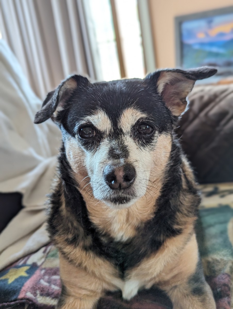 Furry Friday–Summer Hours-and a new address – Dawn Levitt, Author